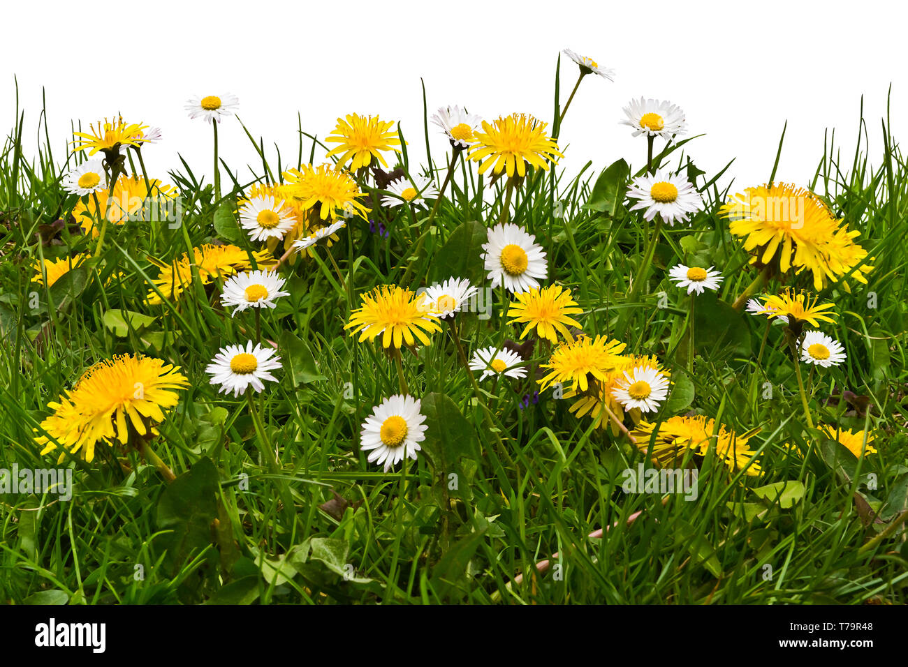 Lawn daisies hi-res stock photography and images - Alamy