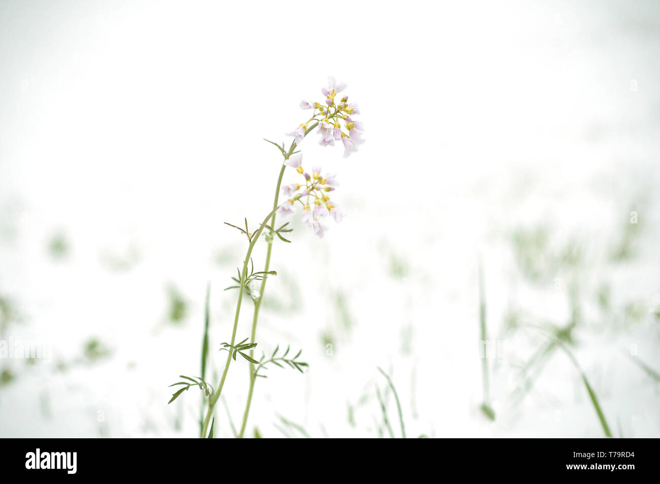 Field pink flowers covered with snow. Snow cyclone in April month ...