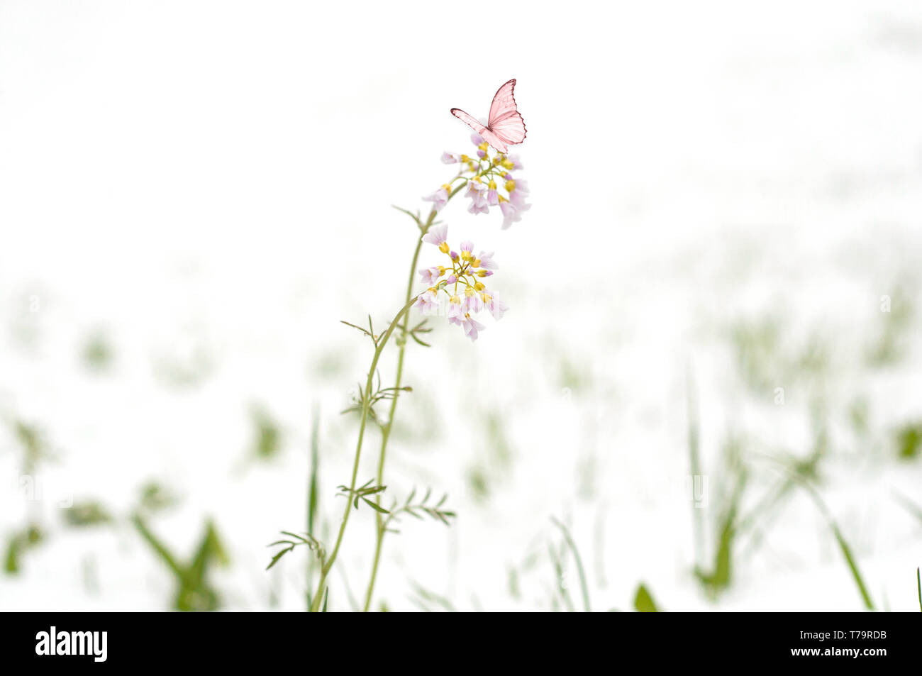 Field pink flowers covered with snow. Snow cyclone in April month ...