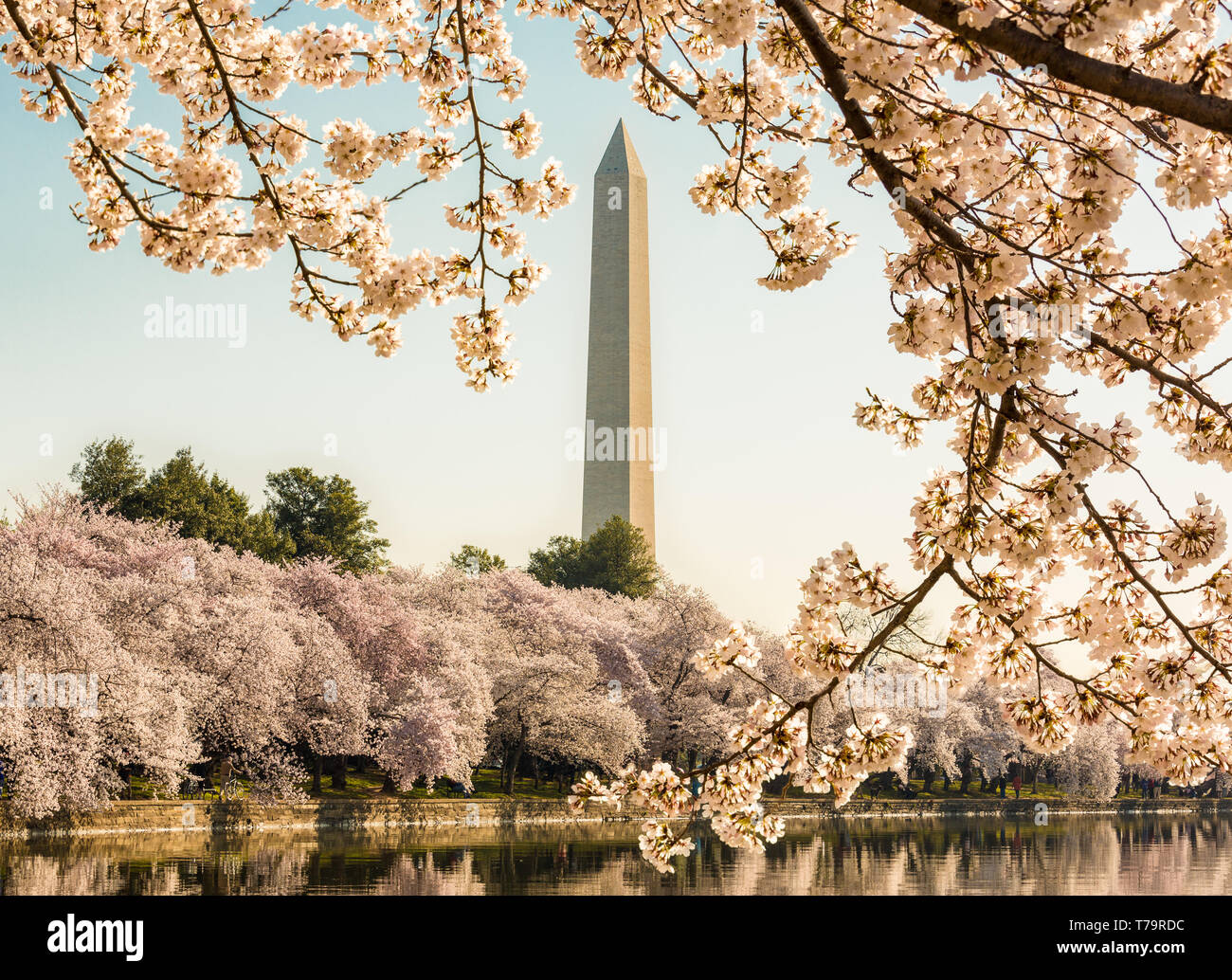 Washington Monument towers above cherry blossoms around the Tidal Basin in Washington DC during ...
