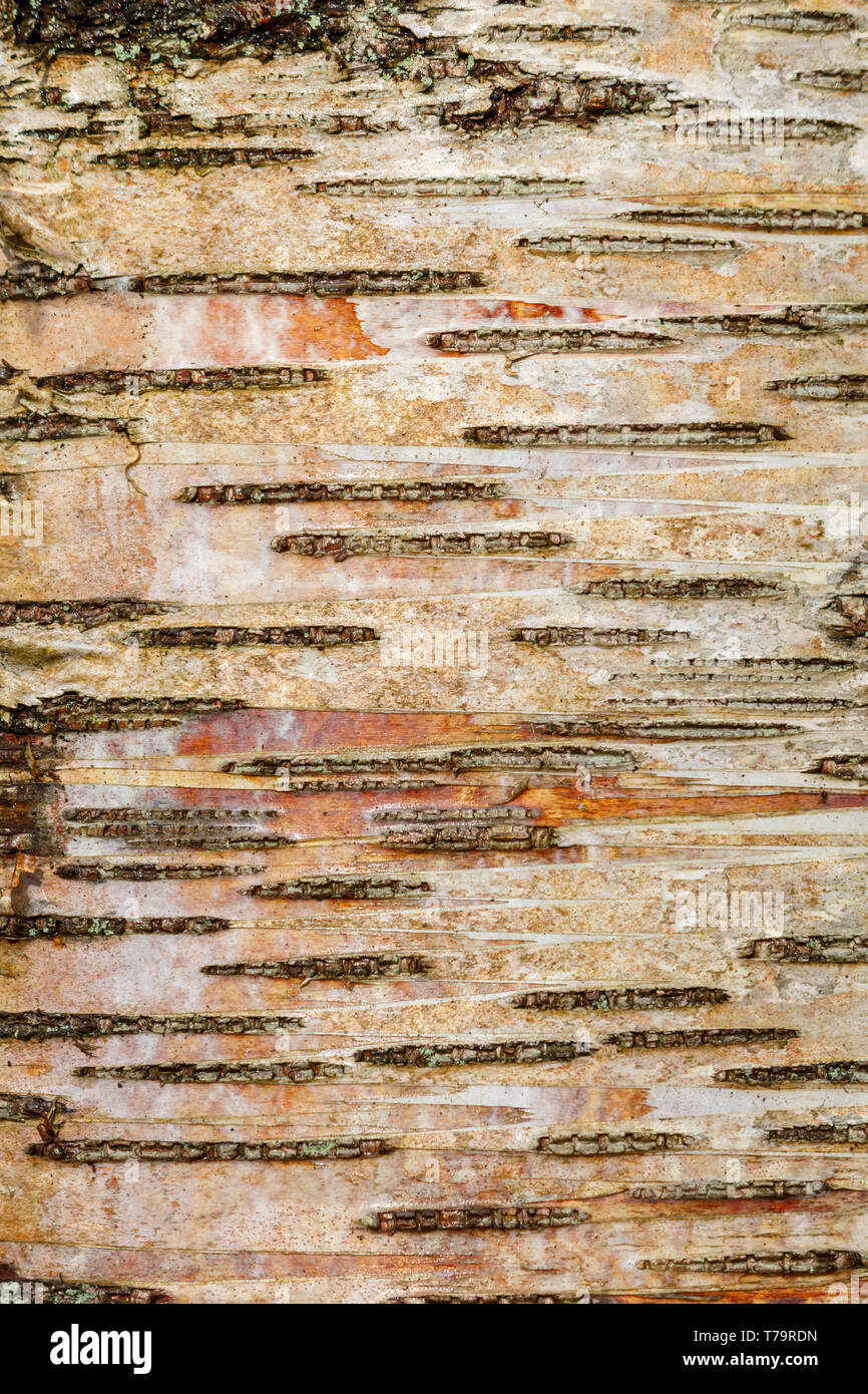 Abstract tree bark background wood Stock Photo - Alamy