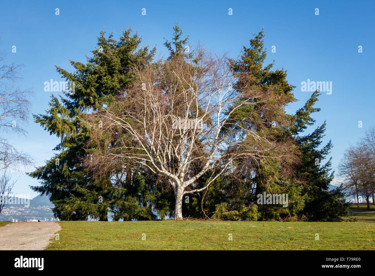 White background trees hi-res stock photography and images - Alamy