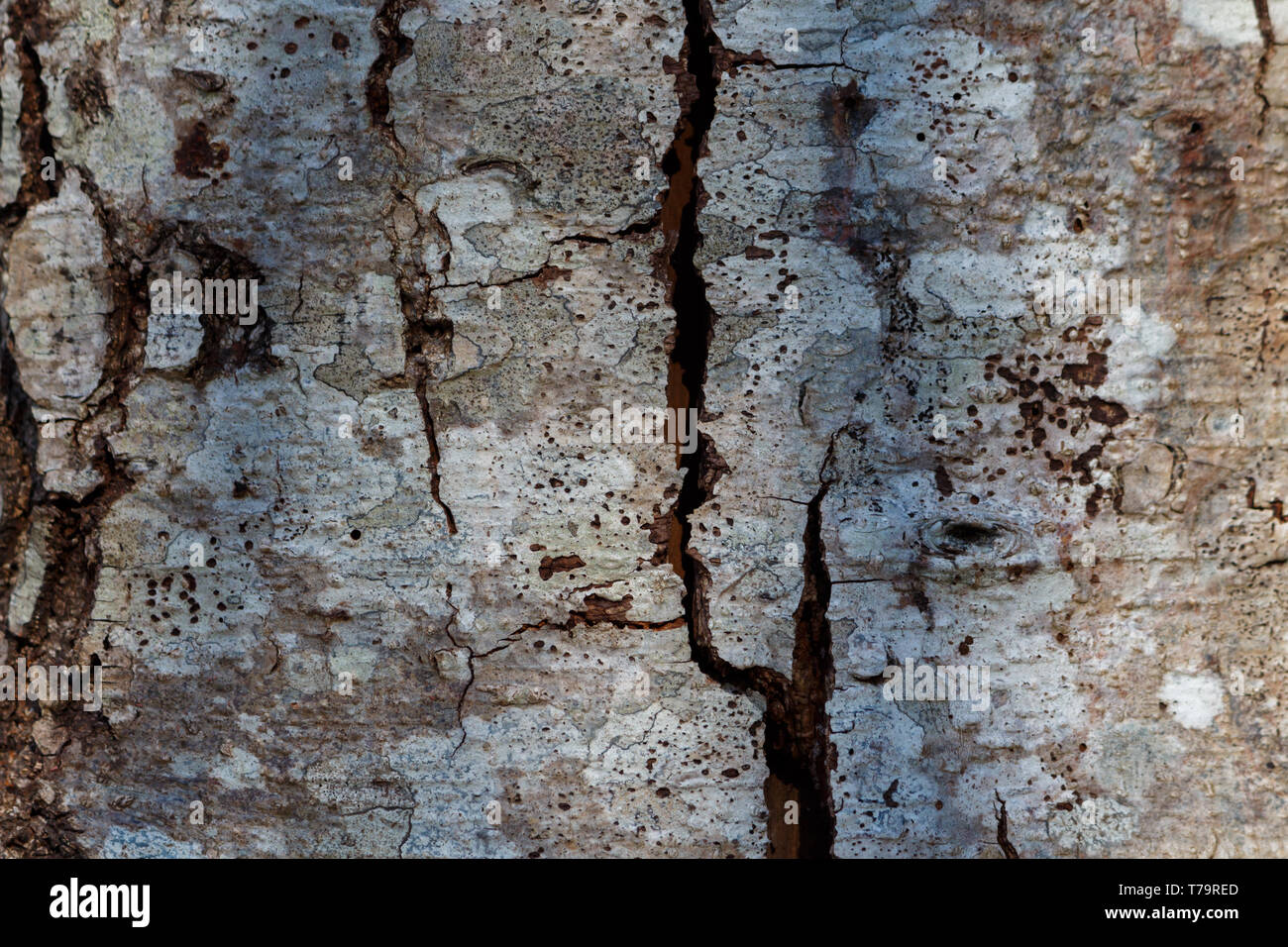Abstract tree bark background wood Stock Photo - Alamy