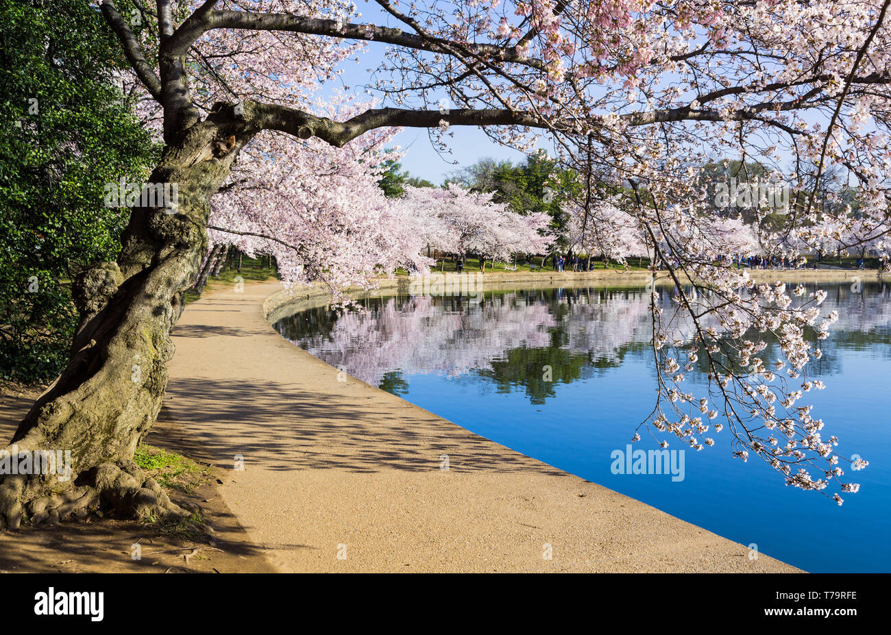 Pathway around the tidal basin during Cherry Blossom Festival in ...