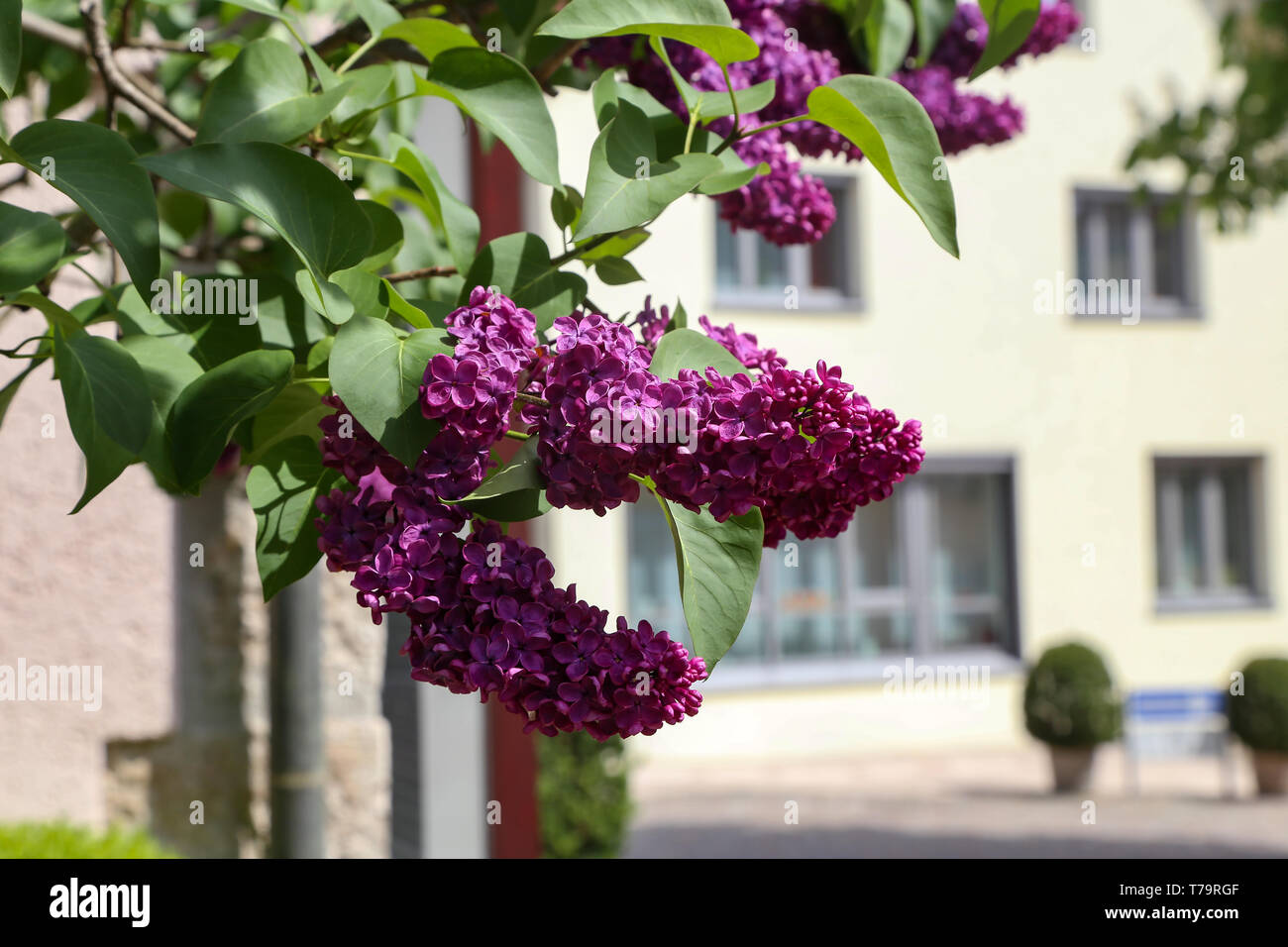 Spring. Blooming lilacs in the town park Stock Photo - Alamy