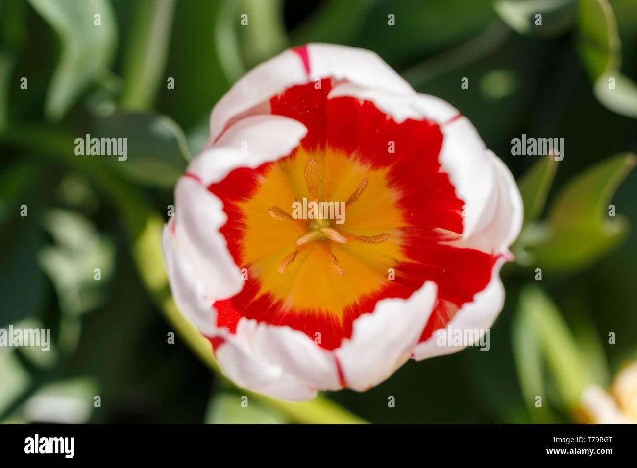 Red flower with yellow inside hi-res stock photography and images - Alamy