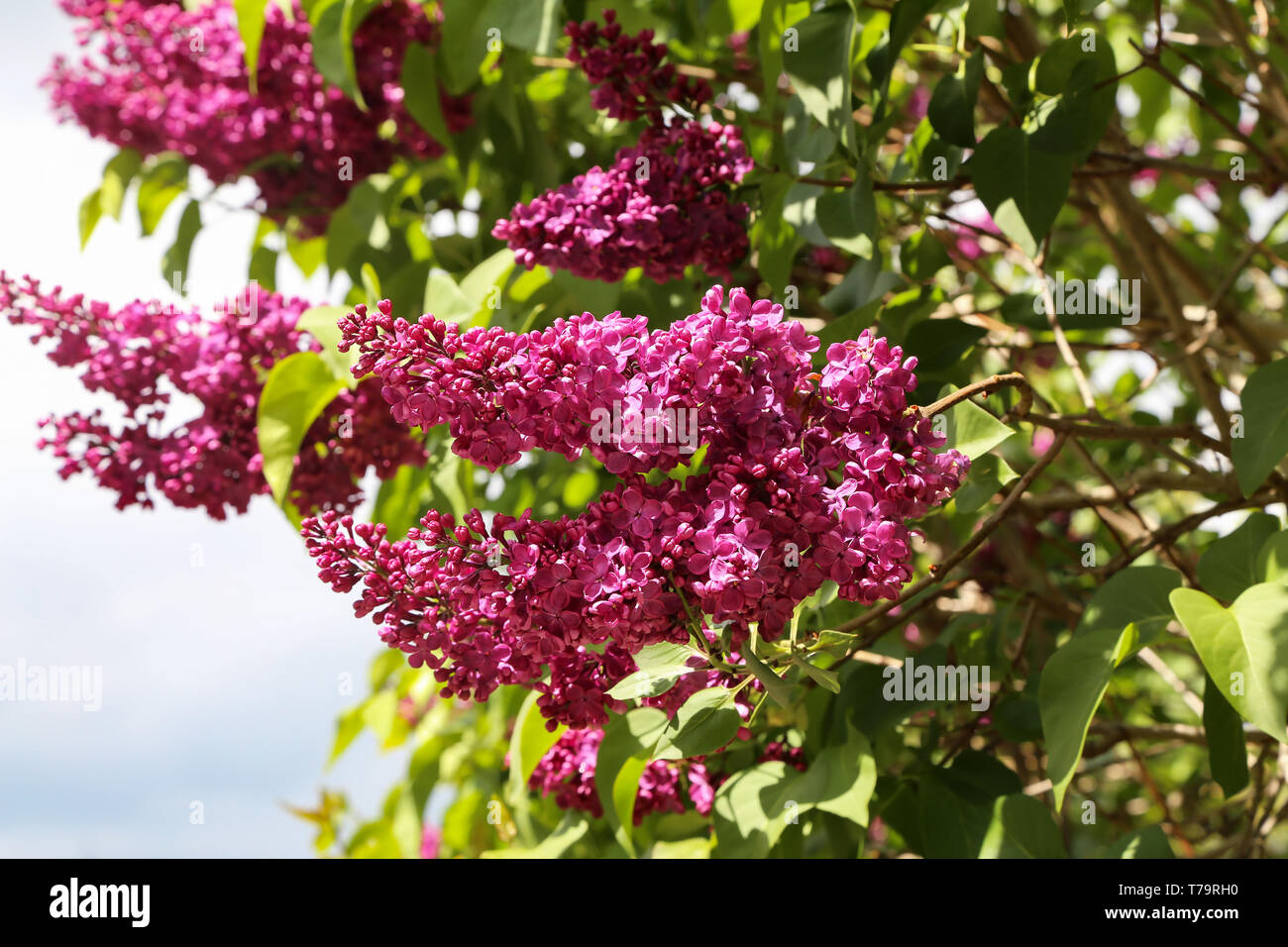 Spring. Blooming lilacs in the town park Stock Photo - Alamy