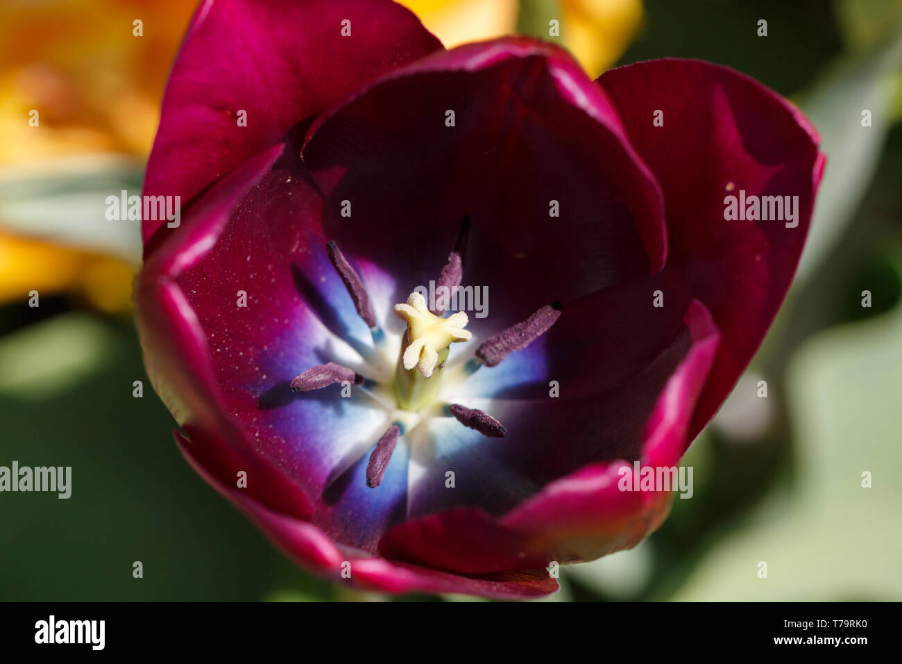 Maroon White and Blue Spring Tulip Flower Close Up Stock Photo - Alamy