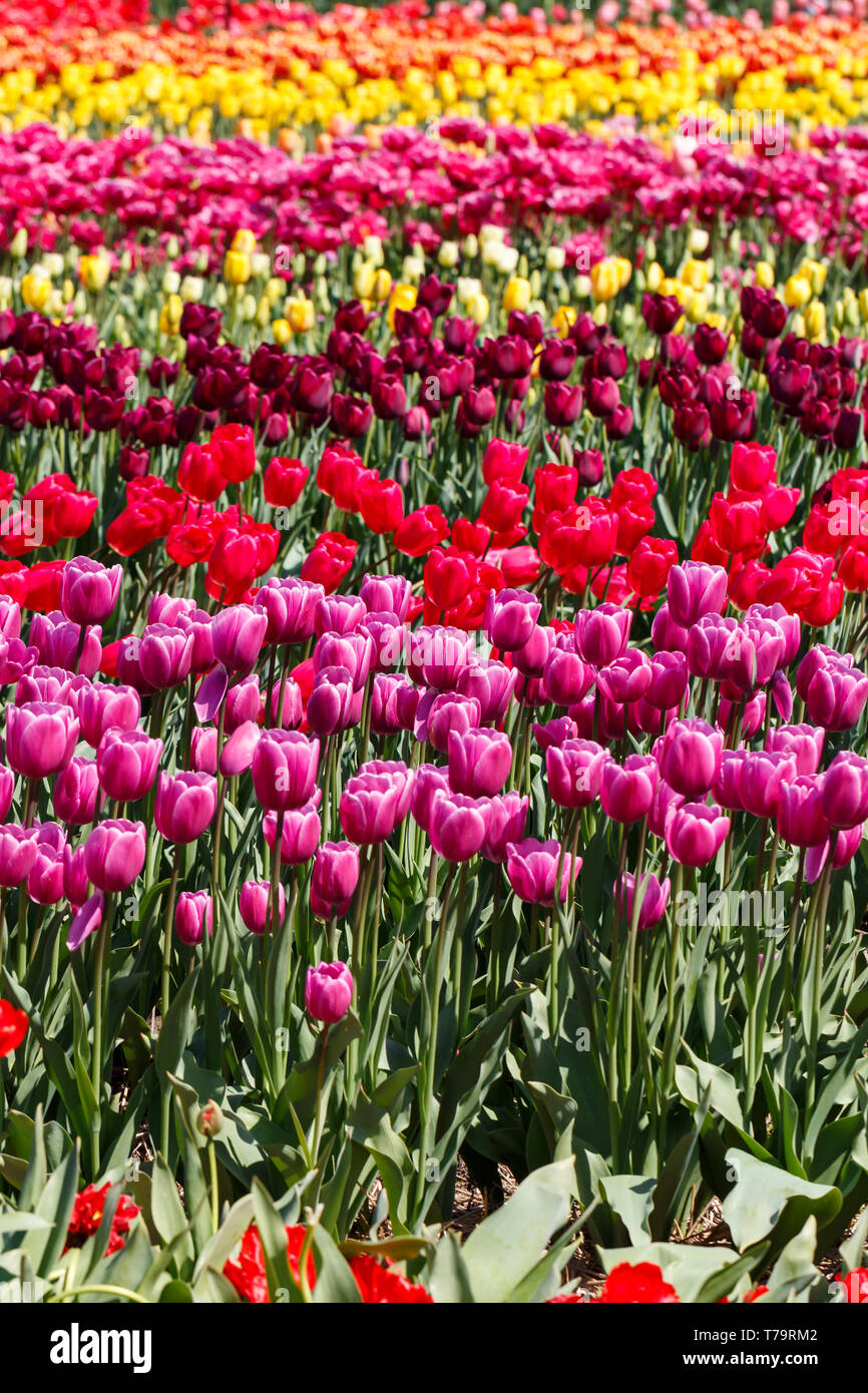 Spring tulip flowers hi-res stock photography and images - Alamy