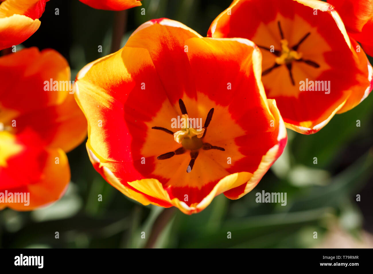 Pretty Orange and Red Spring Tulip Flower Close Up Stock Photo - Alamy