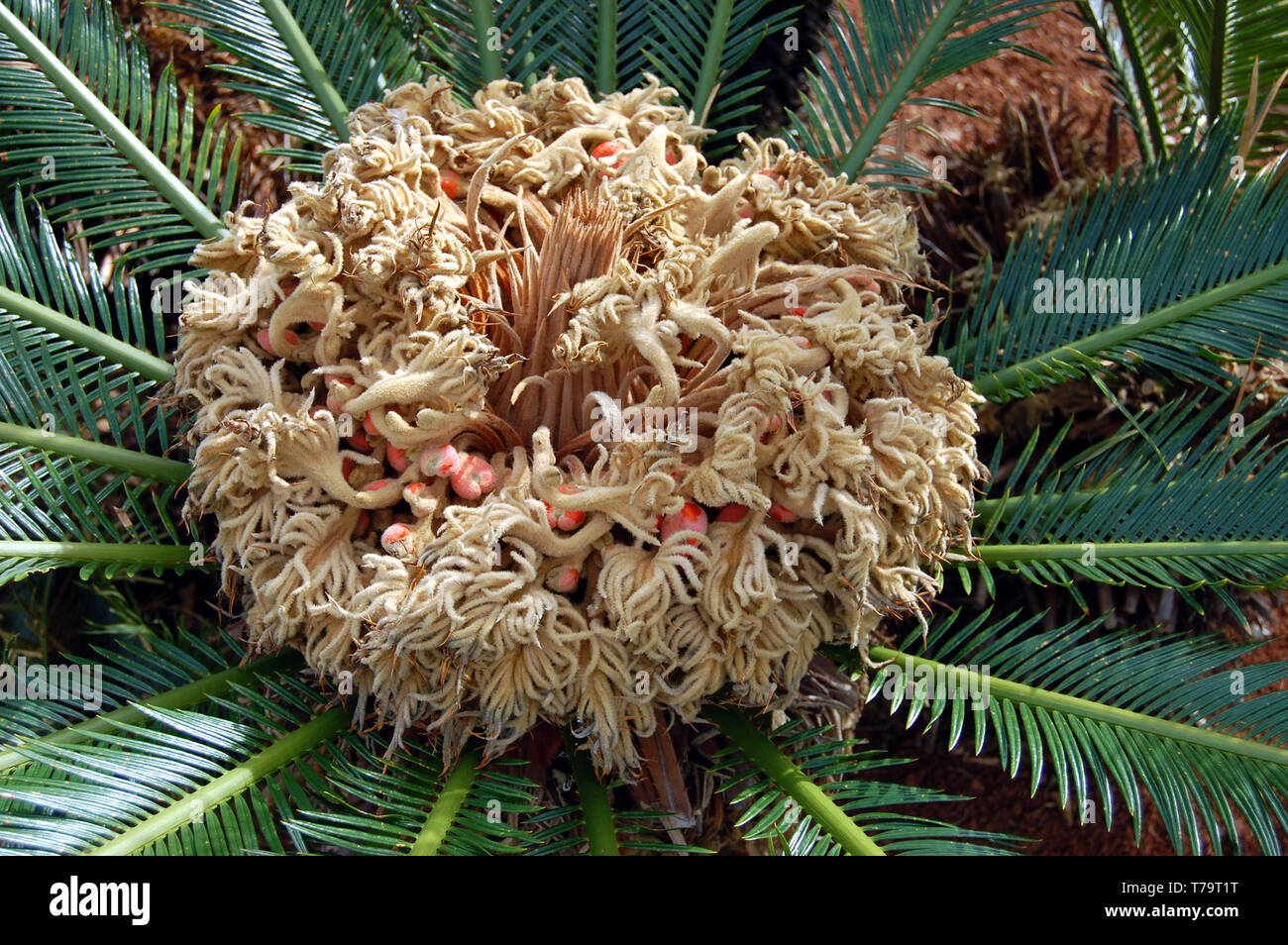 Tree in Varadero Cuba Stock Photo - Alamy