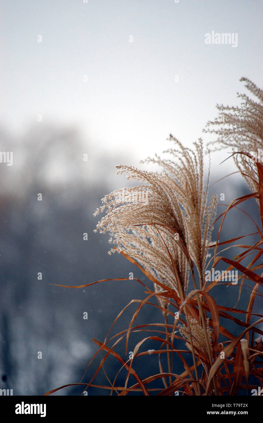 Winter walk in Spring Valley Ancaster, Ontario Stock Photo - Alamy