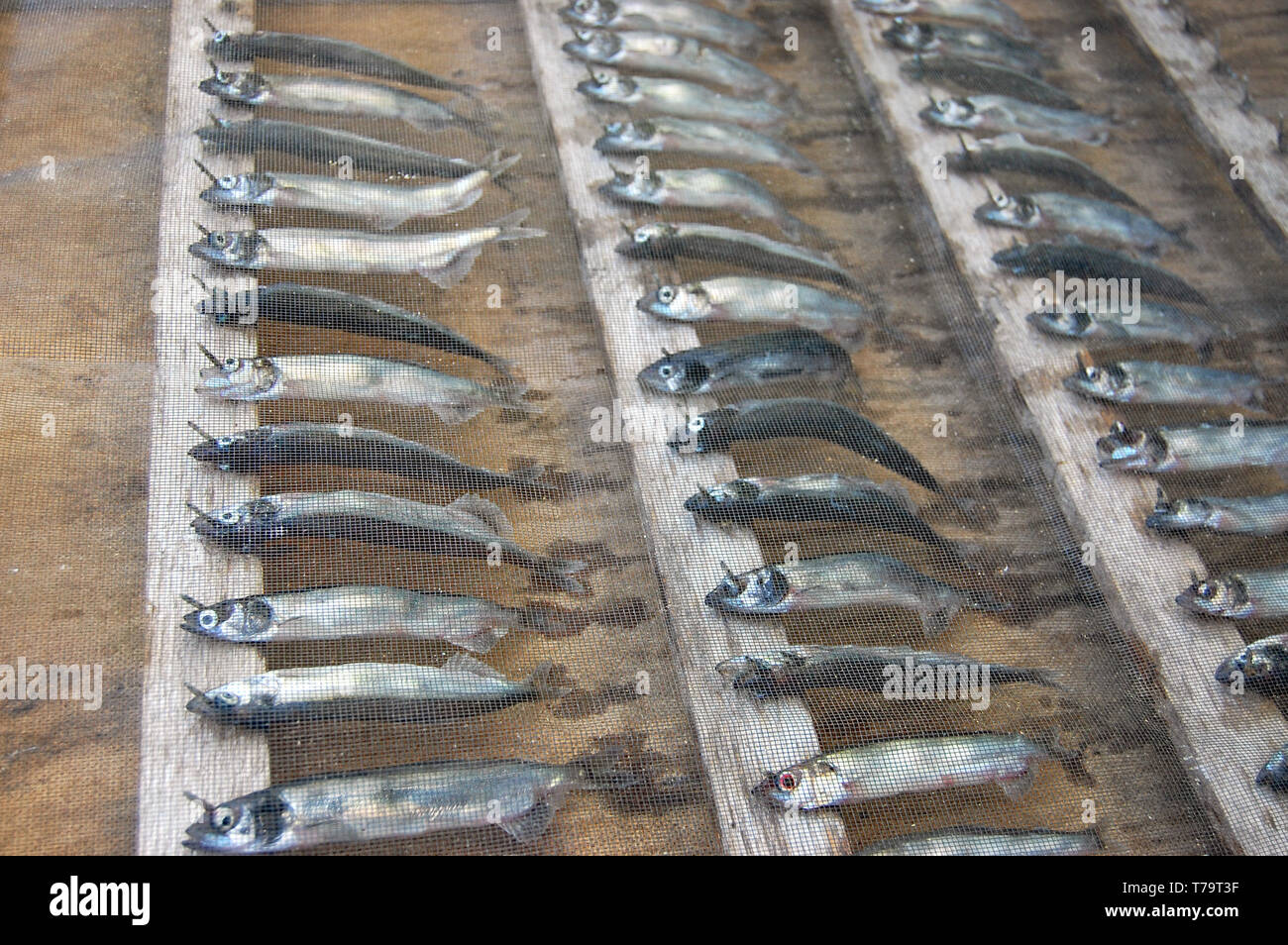 St.Jones Within, Newfoundland - Drying fish Stock Photo - Alamy