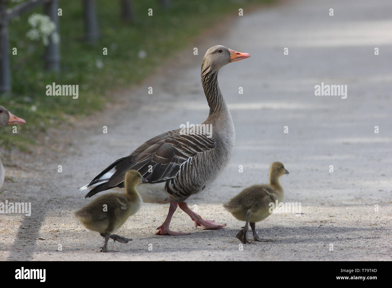 Graylag goose family crossing street together Stock Photo - Alamy