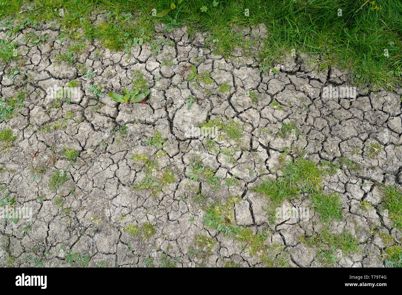Cracked dry ground Stock Photo - Alamy