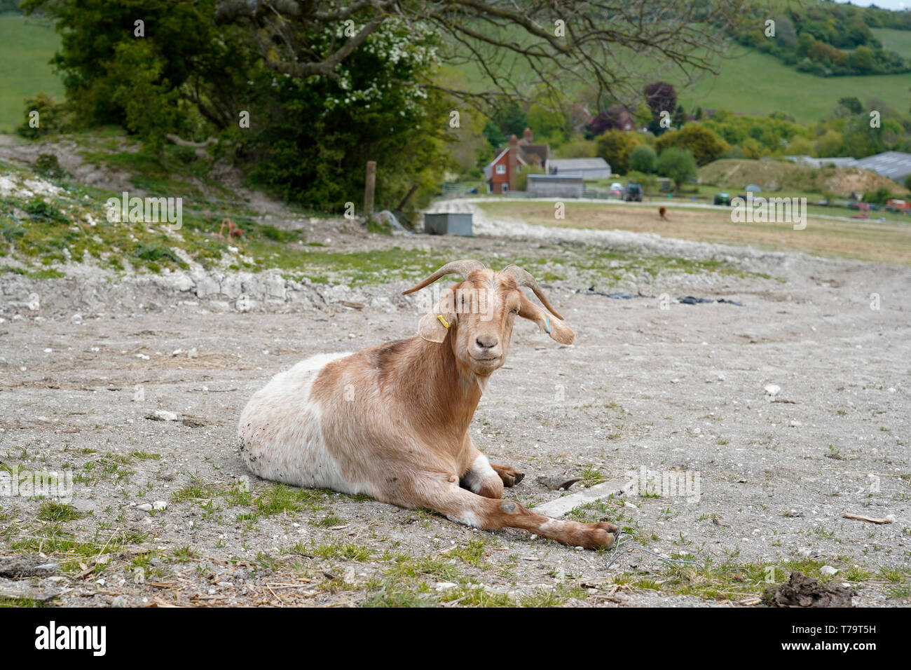 Goat resting on a ground hi-res stock photography and images - Alamy