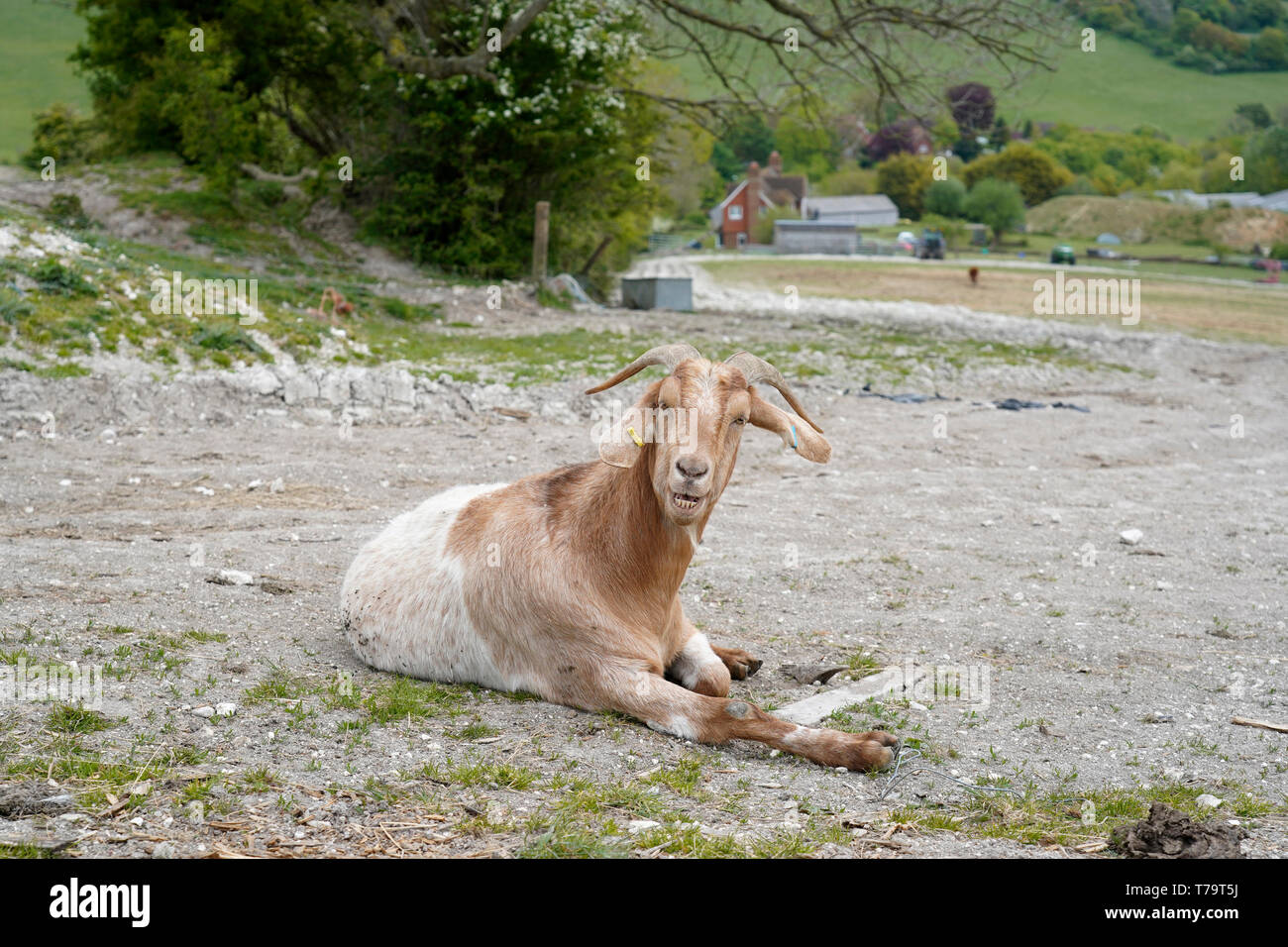 White goat sitting on ground hi-res stock photography and images - Alamy