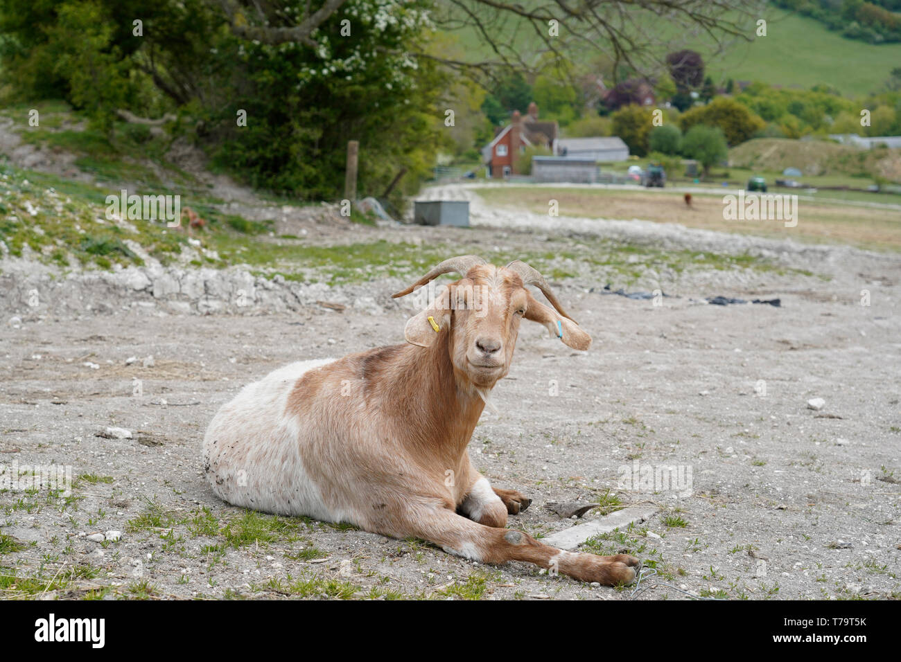 Goat resting on a ground hi-res stock photography and images - Alamy