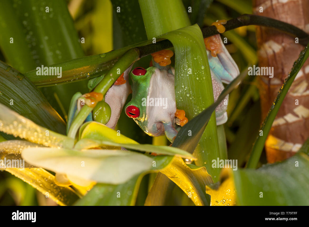 Green tree frogs branch hi-res stock photography and images - Alamy