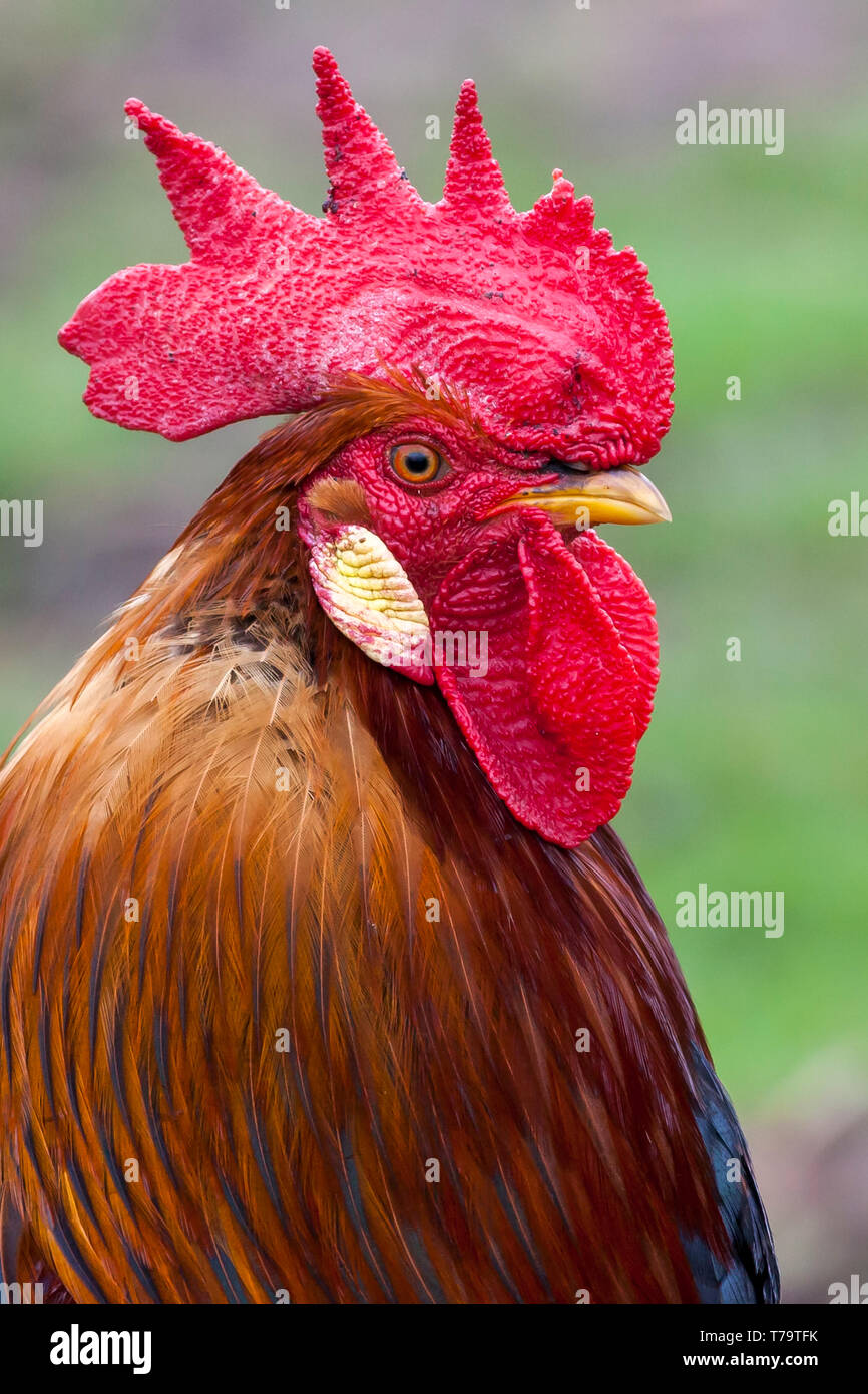 Golden rooster portrait, sideview Stock Photo - Alamy