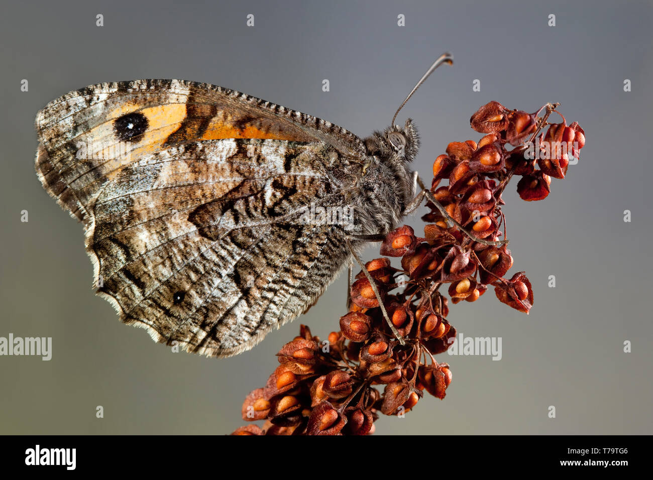 Nice butterfly hi-res stock photography and images - Alamy