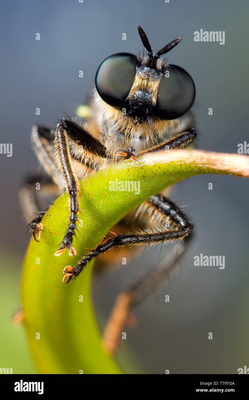 Fly with beutifull eyes Stock Photo - Alamy