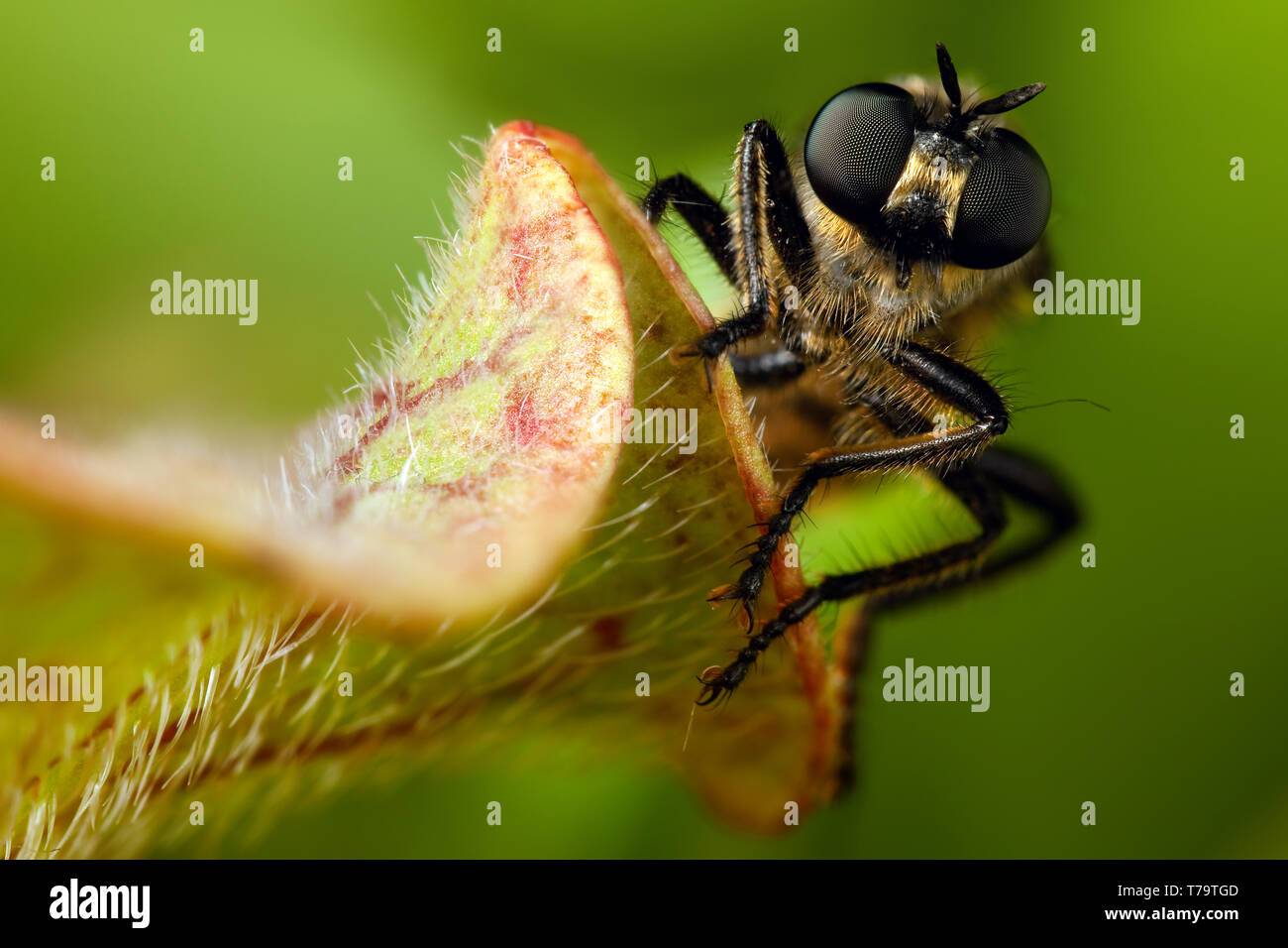 Fly with big eyes portrait Stock Photo - Alamy
