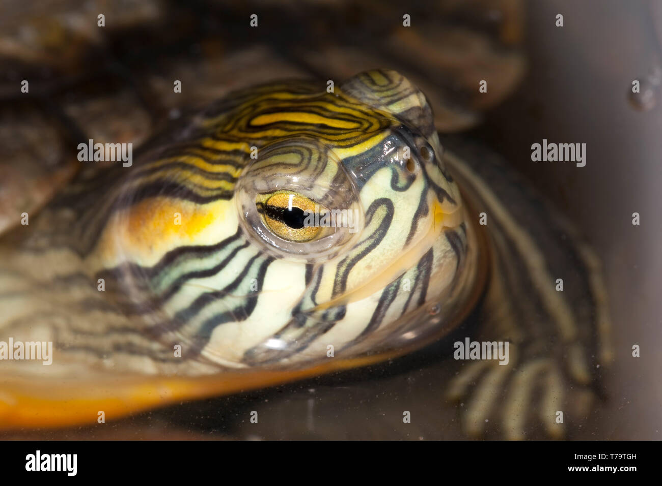 Yellow bellied slider turtle hi-res stock photography and images - Alamy