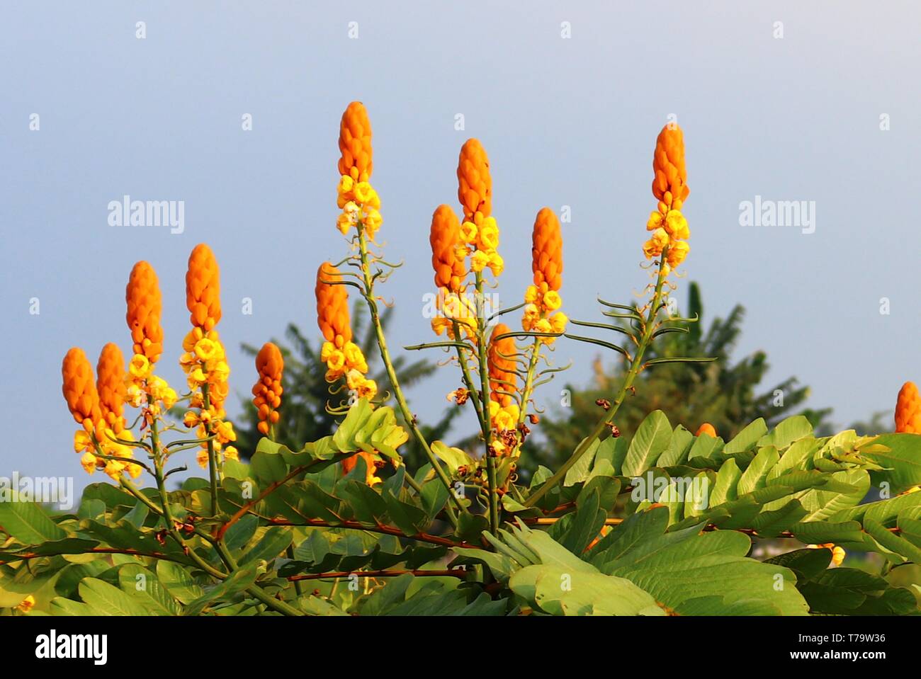 a butterfly perched on a plant Stock Photo - Alamy