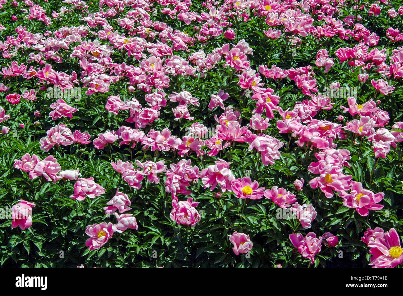 Paeonia lactiflora Pall Stock Photo - Alamy