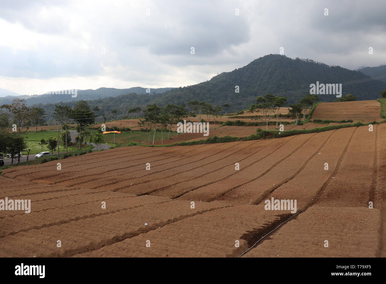 vast green fields of rice plantations. beautiful rural atmosphere Stock ...