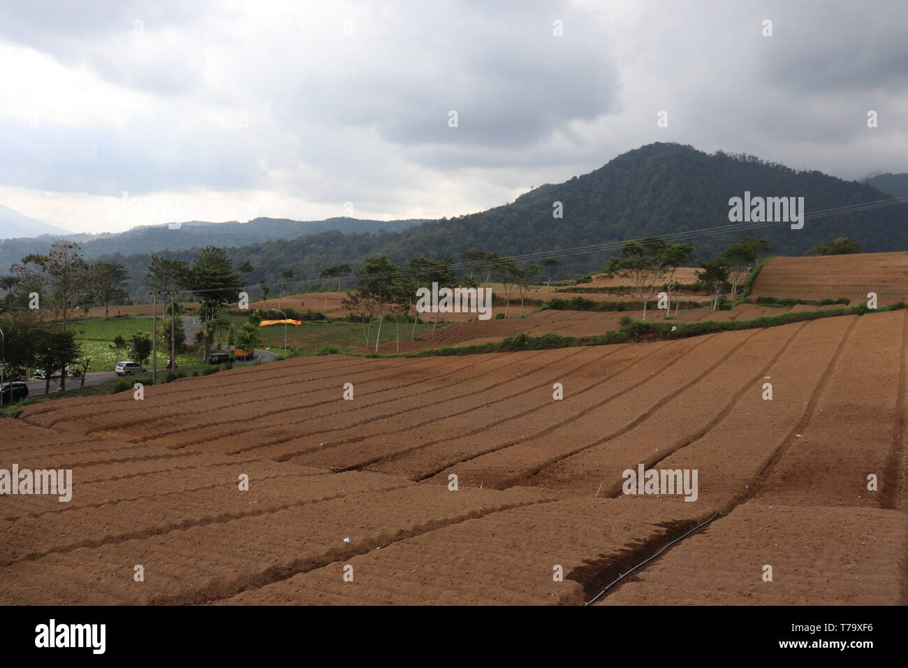 vast green fields of rice plantations. beautiful rural atmosphere Stock ...
