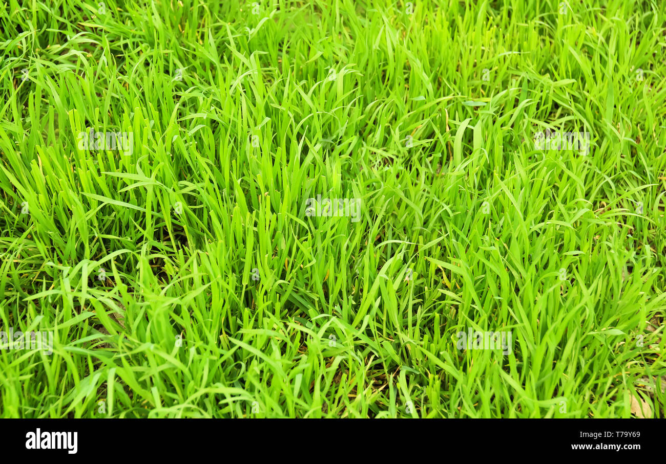 Fresh green grass outdoors Stock Photo - Alamy