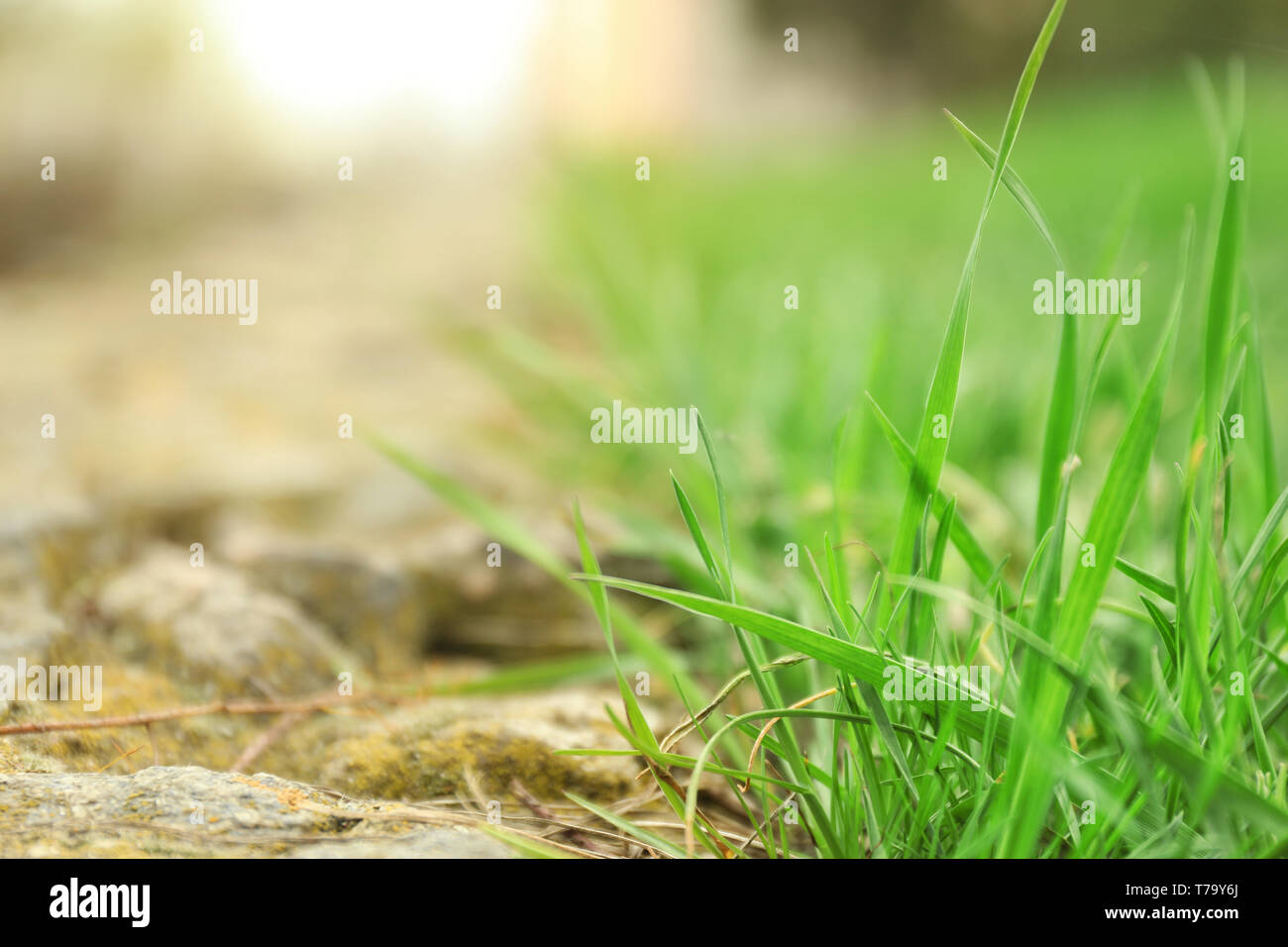 Fresh green grass outdoors Stock Photo - Alamy