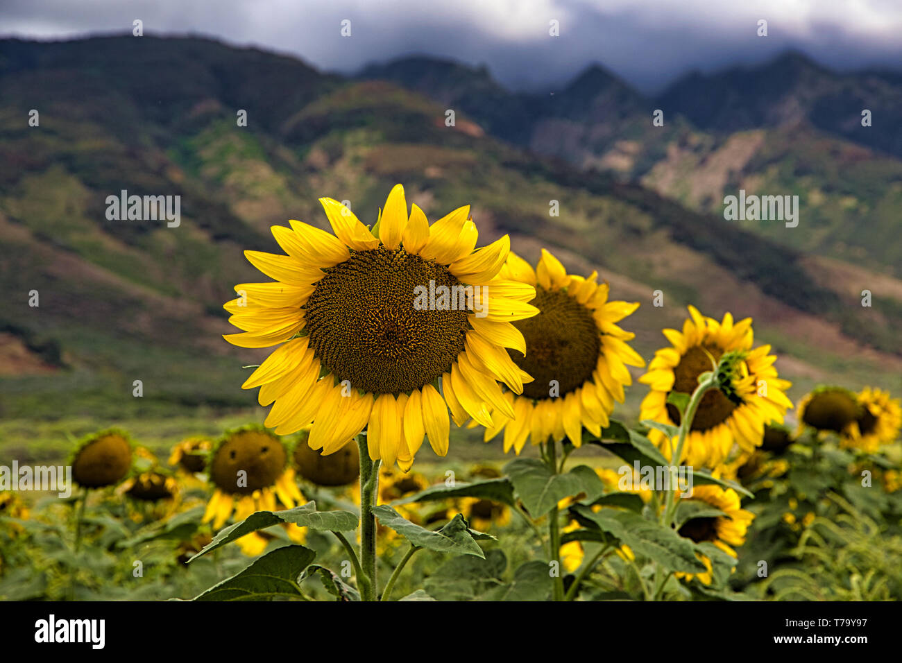 Sunflower Field on Maui Stock Photo - Alamy