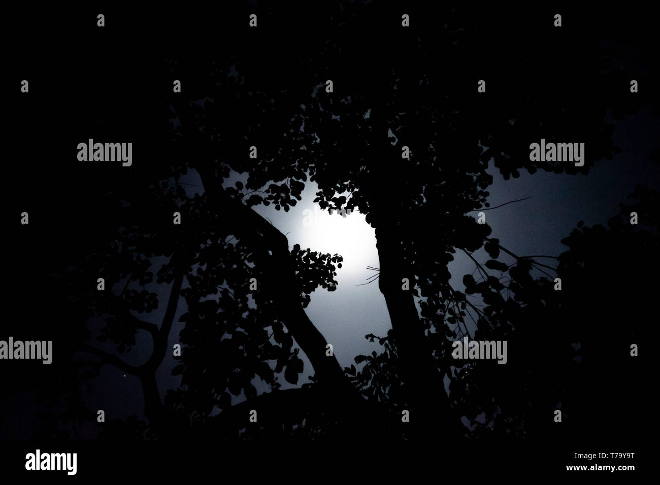 The moon create a soft light behind trees, silhouetting the branches ...