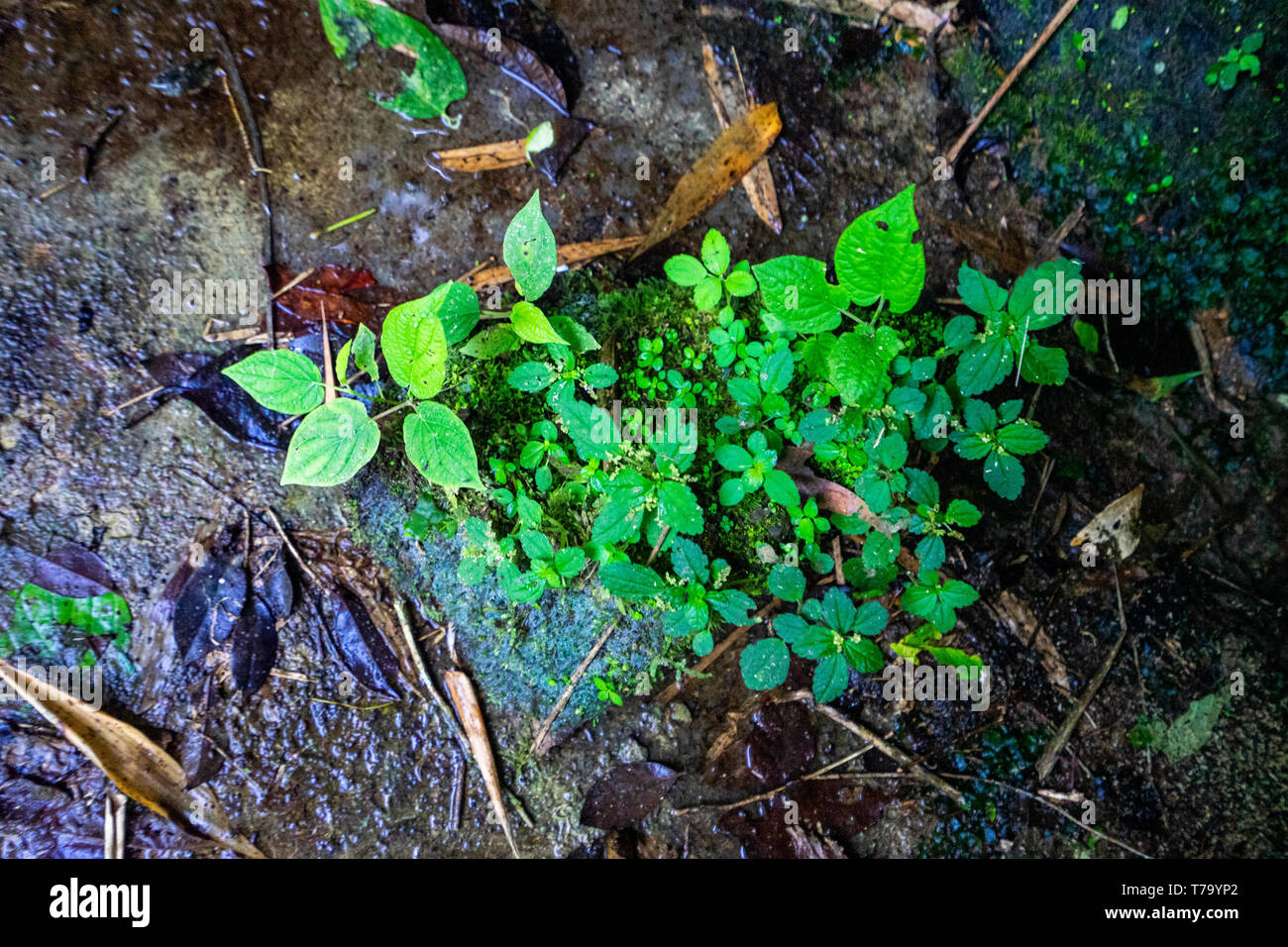 Rock covered with green vegetation Stock Photo - Alamy