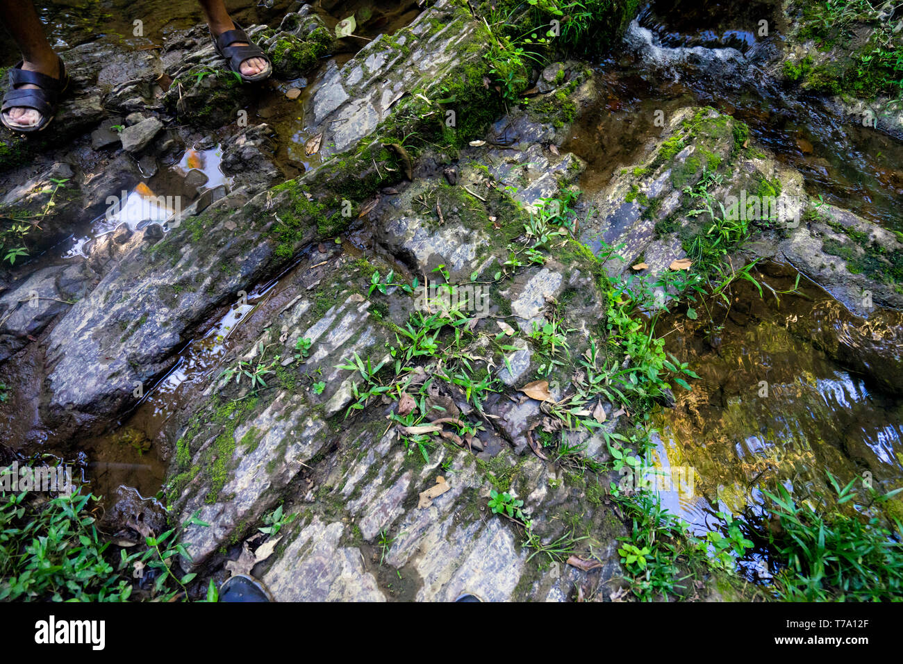 Slate rock with vegetation Stock Photo - Alamy
