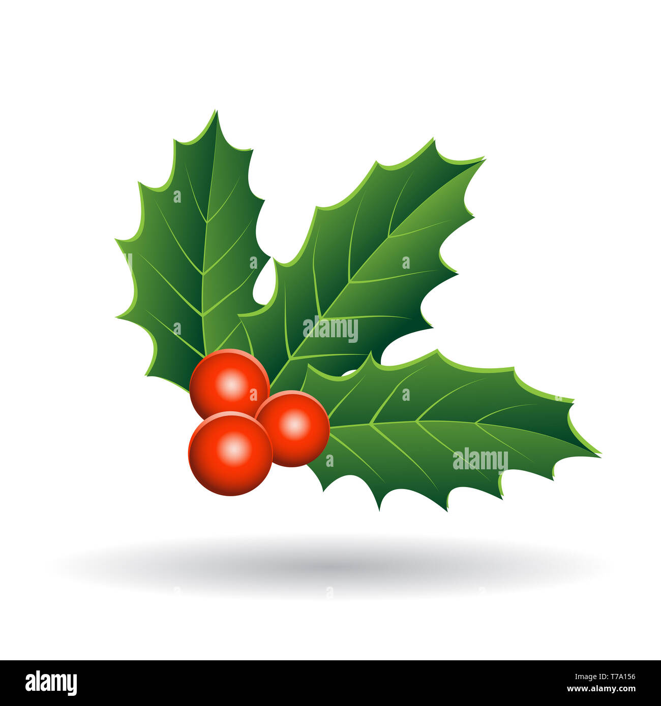 Vector Illustration of Holly Berries with Green Leaves isolated on a ...