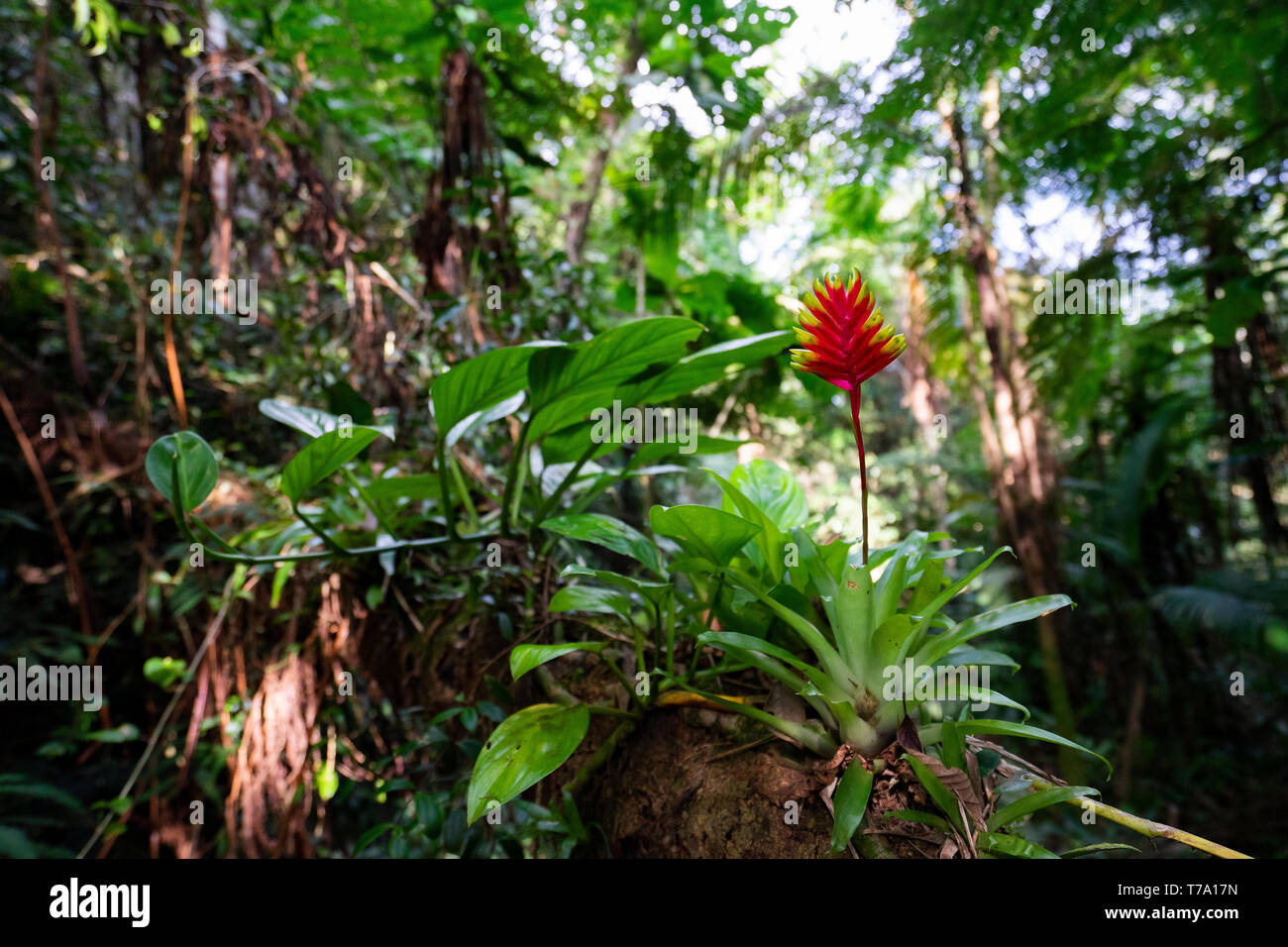 Mata Atlantica High Resolution Stock Photography and Images - Alamy