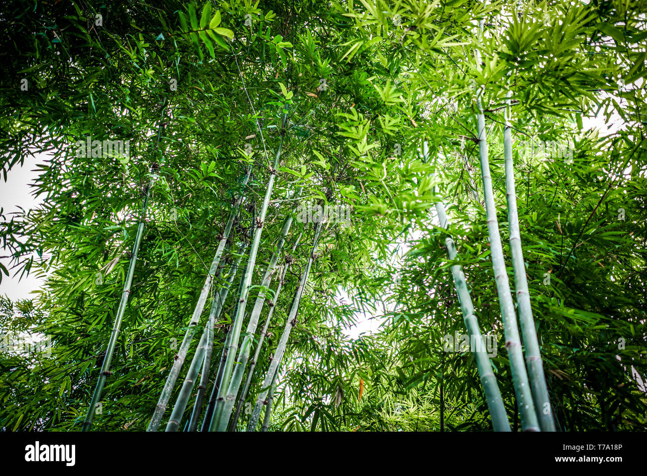 Bamboo tree in the garden with below view or bottom angle view Stock ...