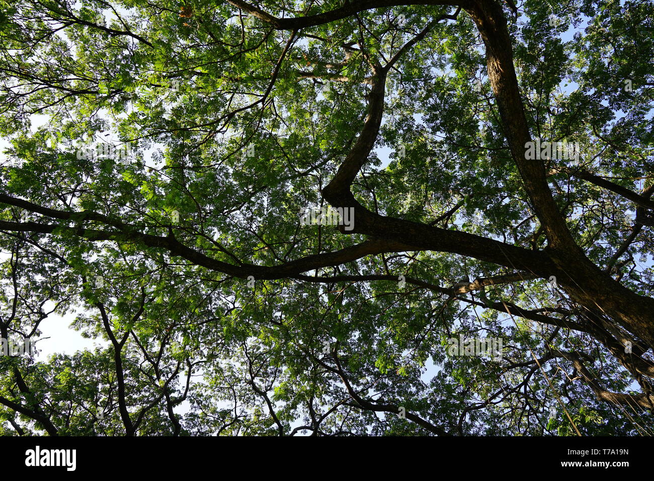 Grown under shade hi-res stock photography and images - Alamy