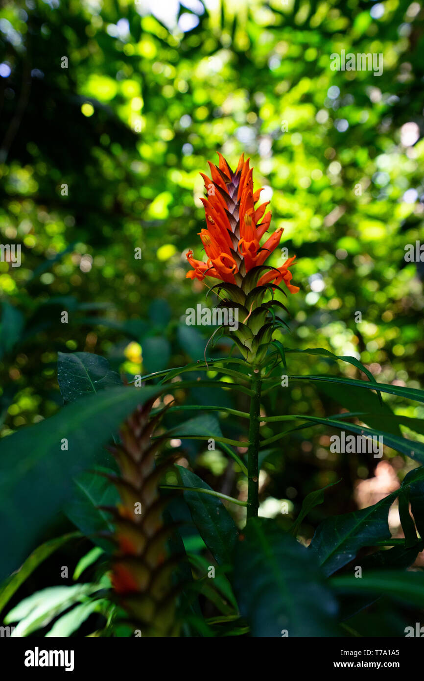 Mata atlantica hi-res stock photography and images - Alamy