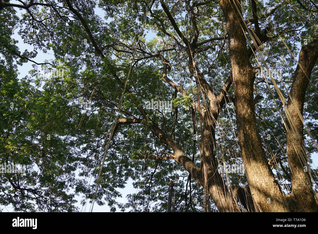 Grown under shade hi-res stock photography and images - Alamy