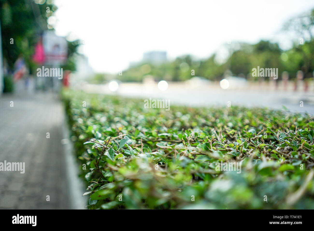 Close up decoration barricade tree beside the road Stock Photo - Alamy