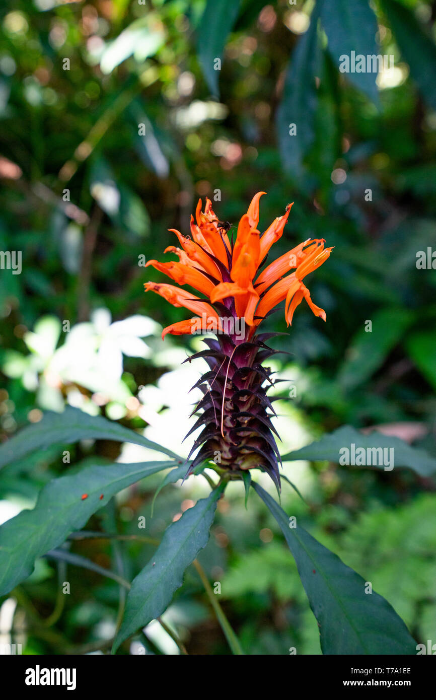 Brazil mata atlantica hi-res stock photography and images - Alamy