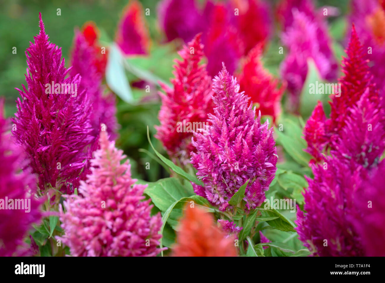 Red chinese wool flower hi-res stock photography and images - Alamy