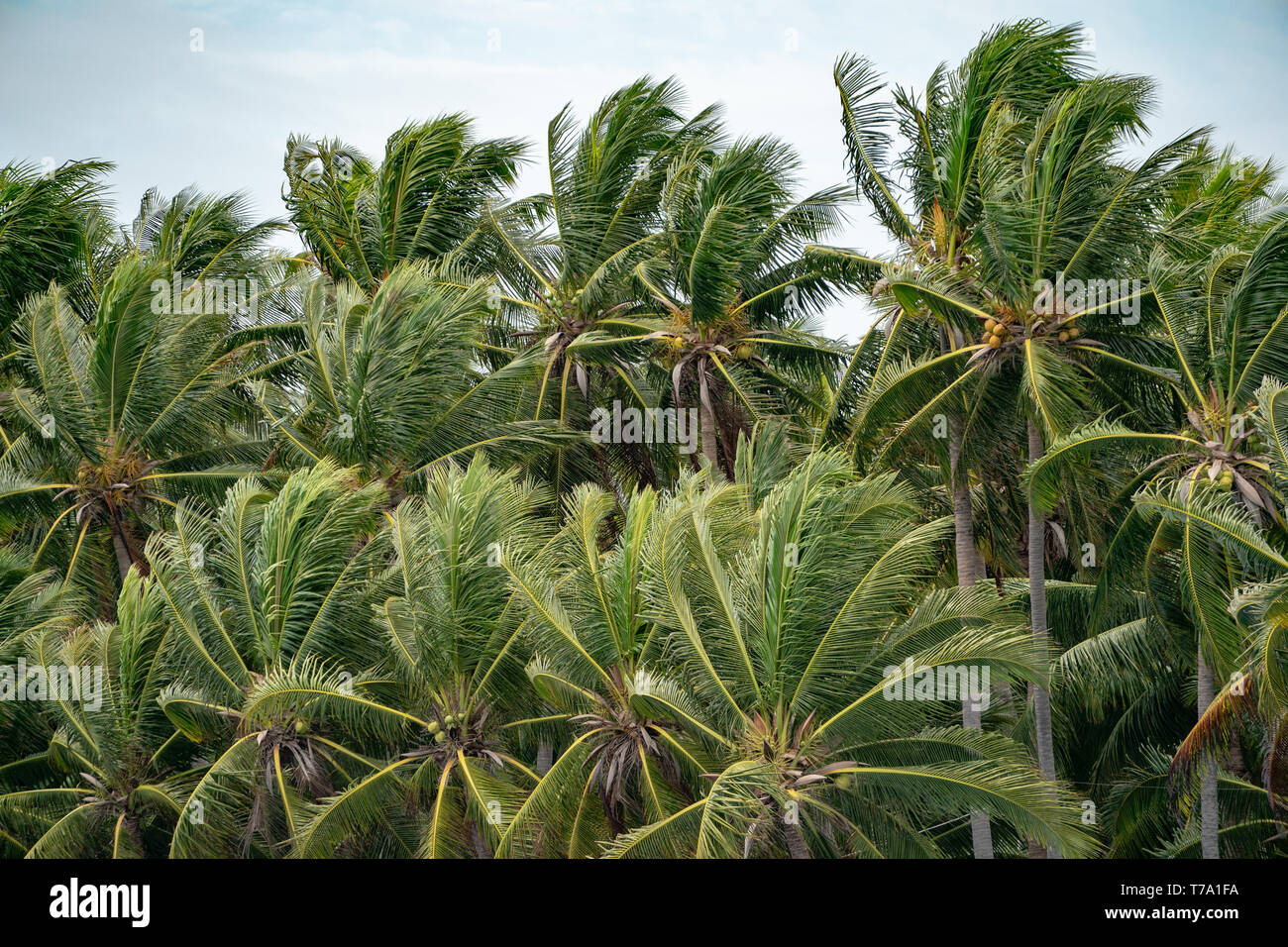 Many top coconut trees hi-res stock photography and images - Alamy