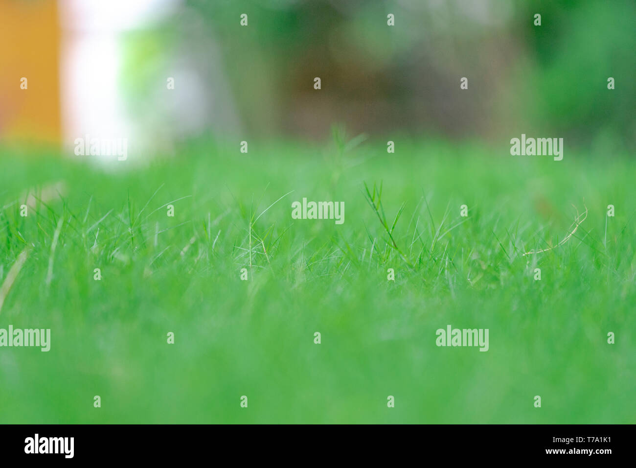close up grass field in the garden with blur background Stock Photo - Alamy
