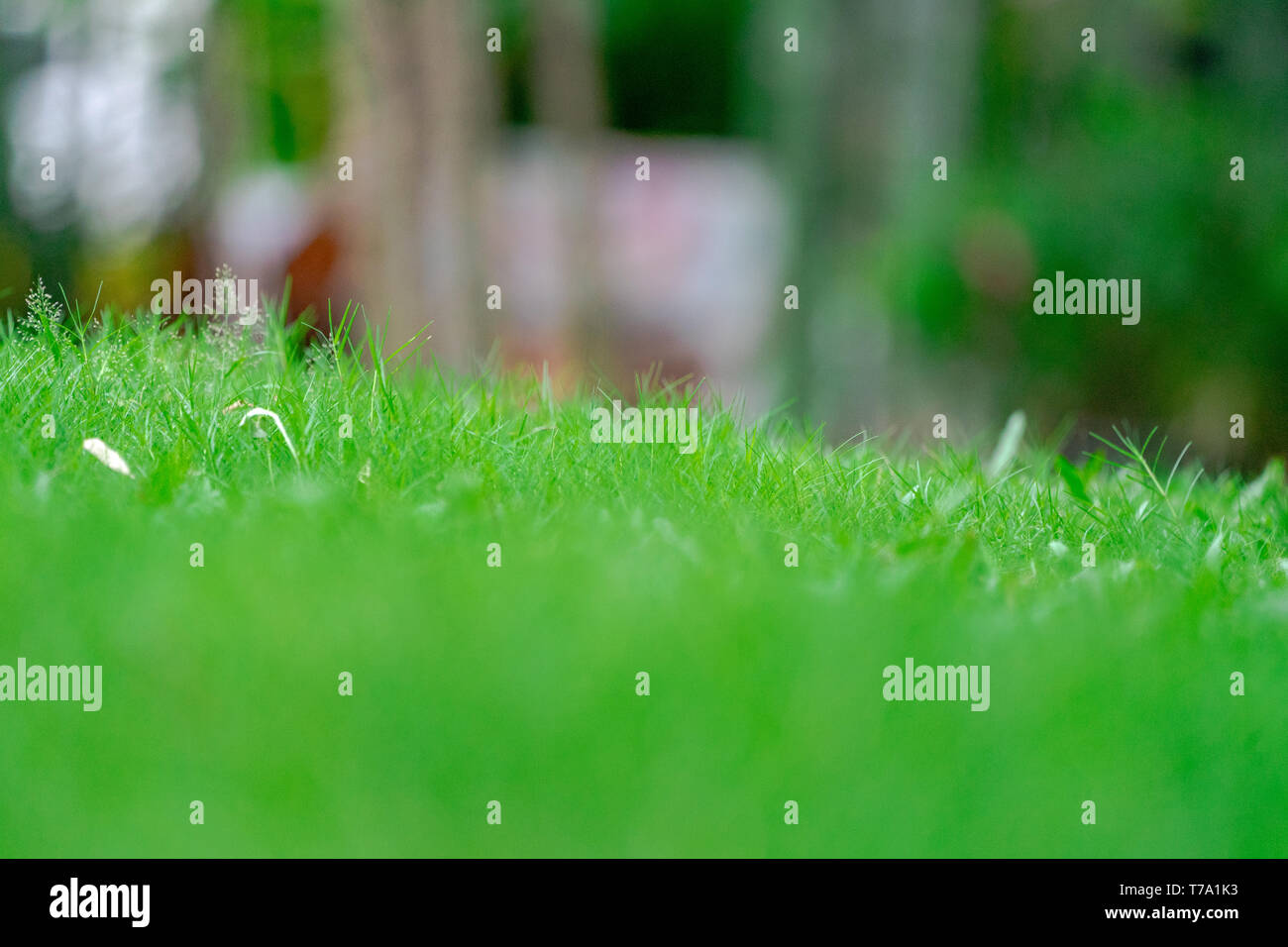 close up grass field in the garden with blur background Stock Photo - Alamy